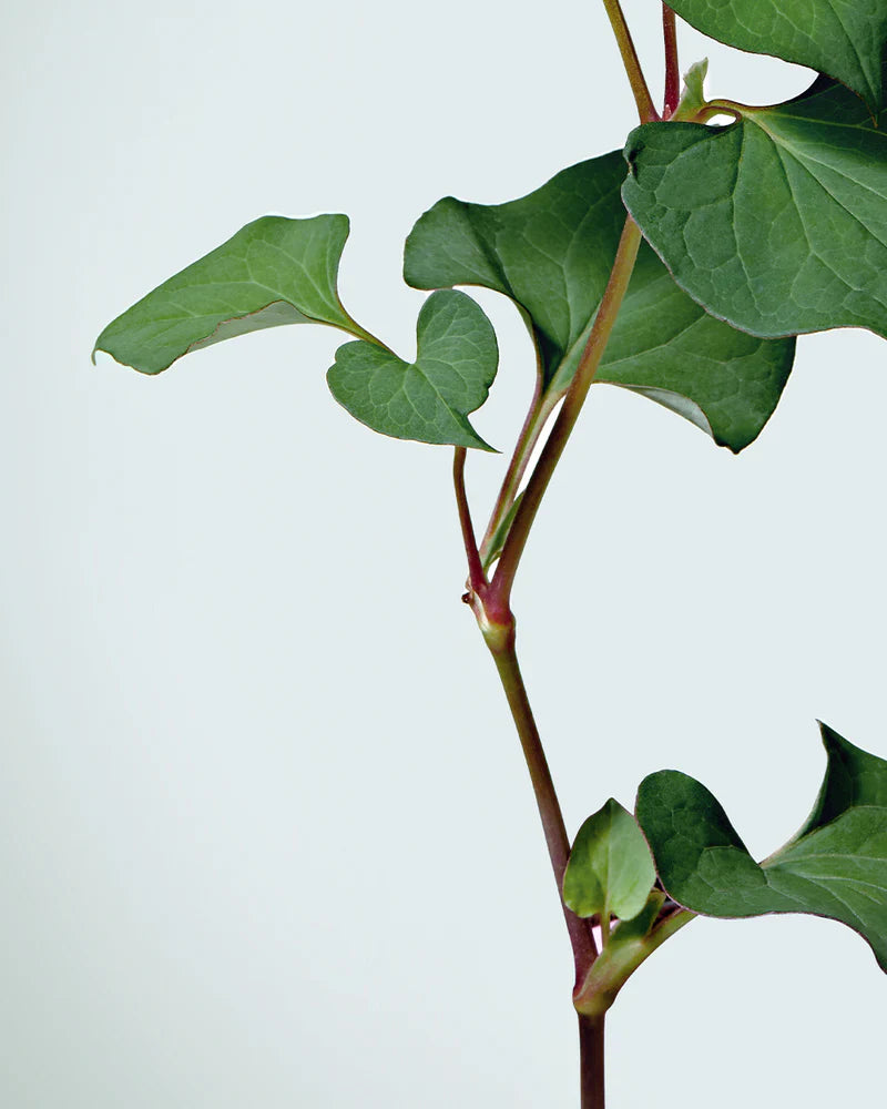 Heartleaf Skincare | Toner, Cream & Cleansing Oil for All Skin – BOTAONE